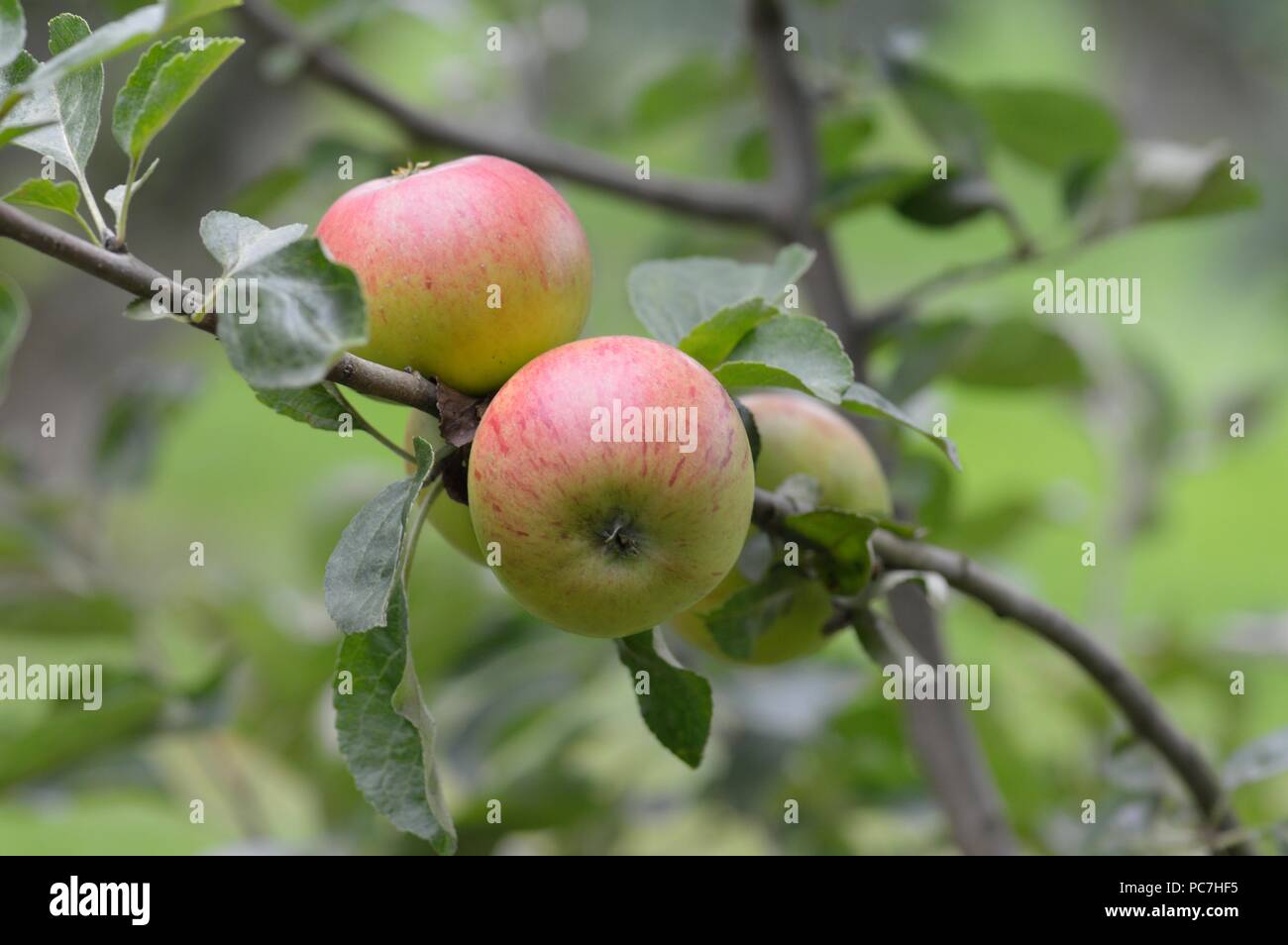 Apple forge hi-res stock photography and images - Alamy