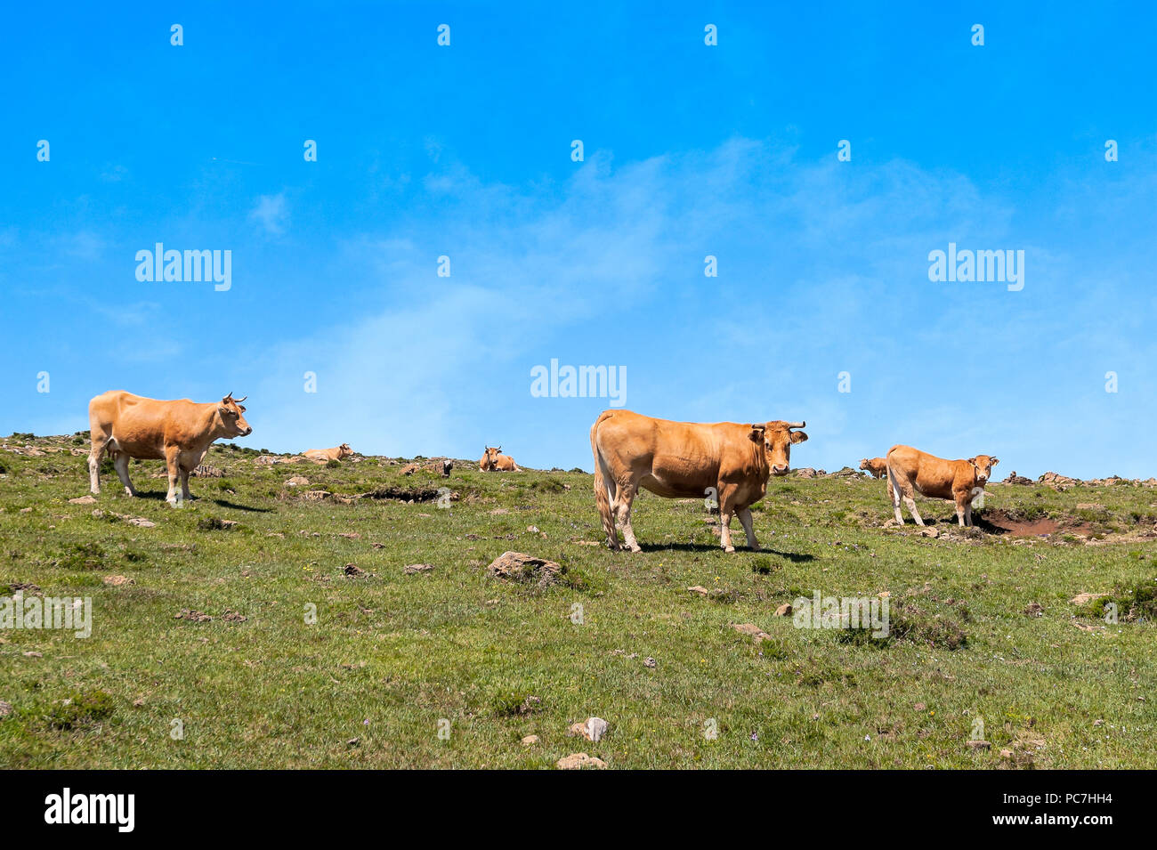Cow eating grass. Cow grazing on pasture farm landscape Stock Photo - Alamy