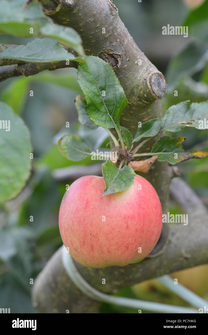 Gala apple tree hi-res stock photography and images - Alamy