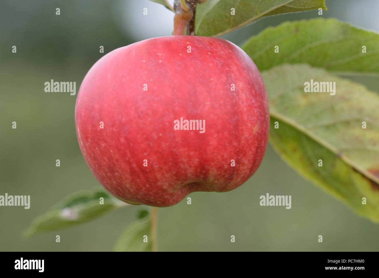 Apple Galaxy Gala Stock Photo - Alamy