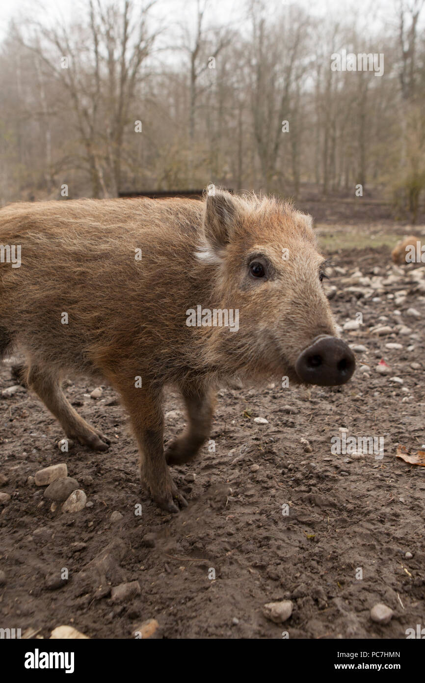 Walking young boar feral pig youngen rookie in organic petting farm ...