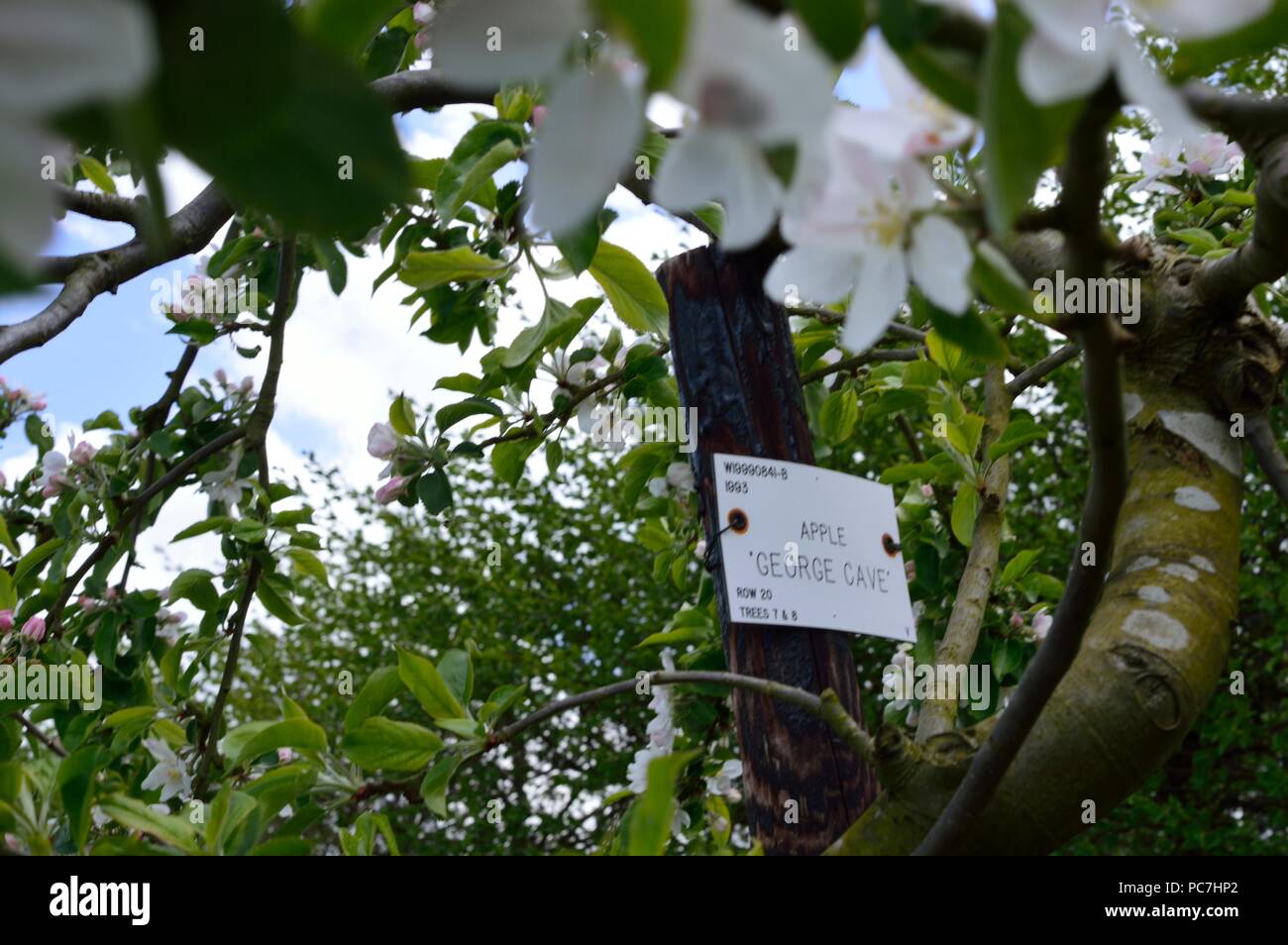 Apple George Cave Stock Photo - Alamy