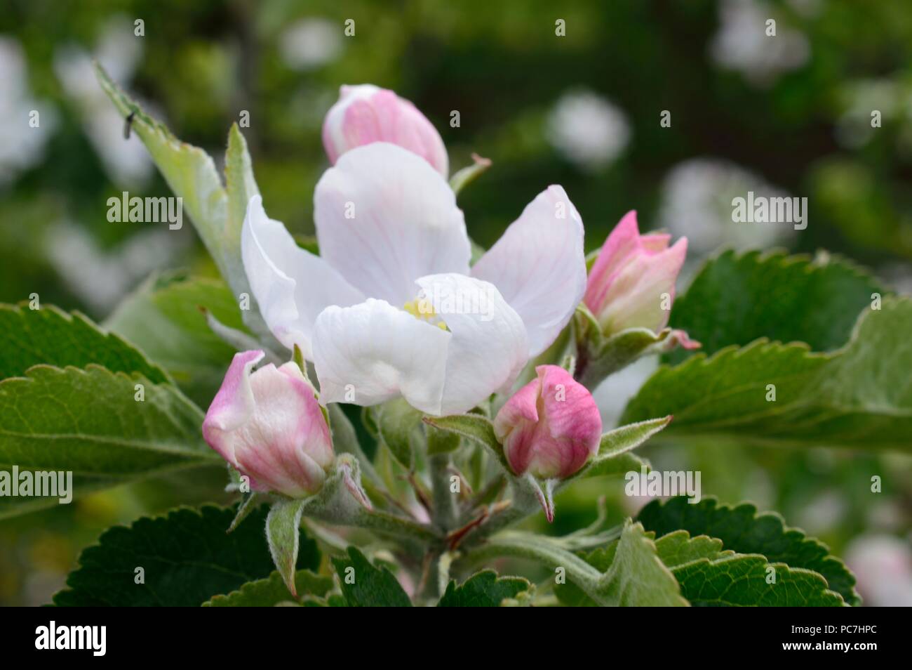 Apple george cave hi-res stock photography and images - Alamy