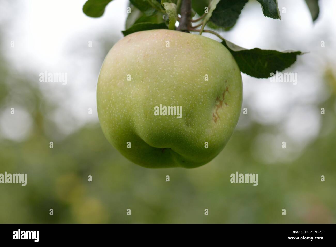 Gloria fruit hi-res stock photography and images - Alamy