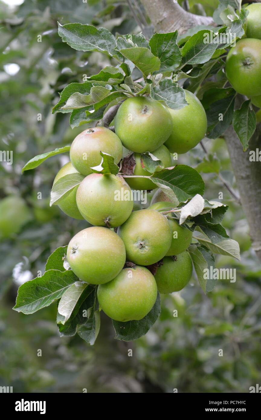 Greensleeves apple tree hi-res stock photography and images - Alamy