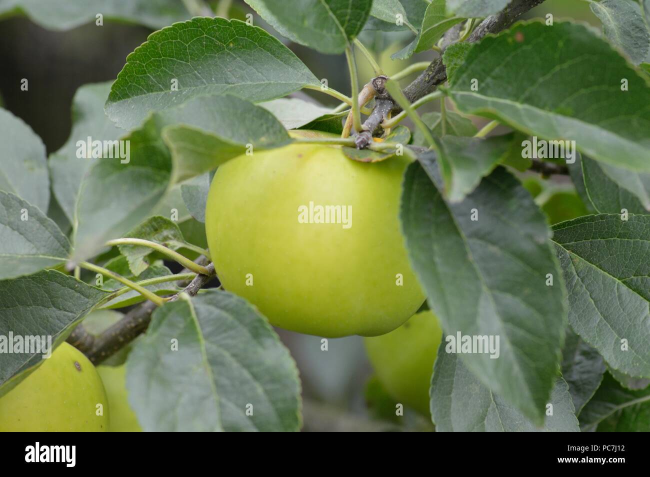 Greensleeves apple tree hi-res stock photography and images - Alamy