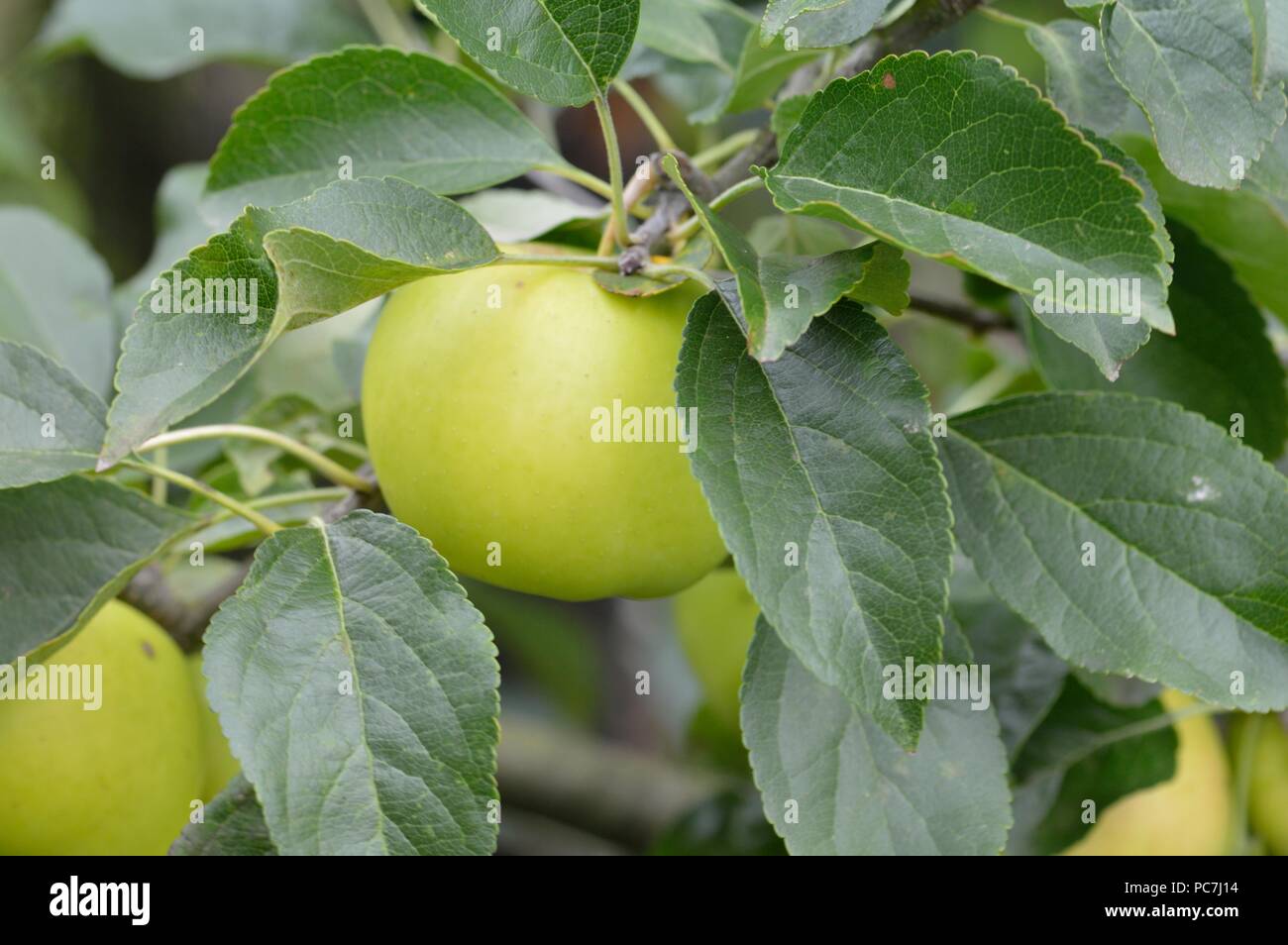 Greensleeves apple tree hi-res stock photography and images - Alamy