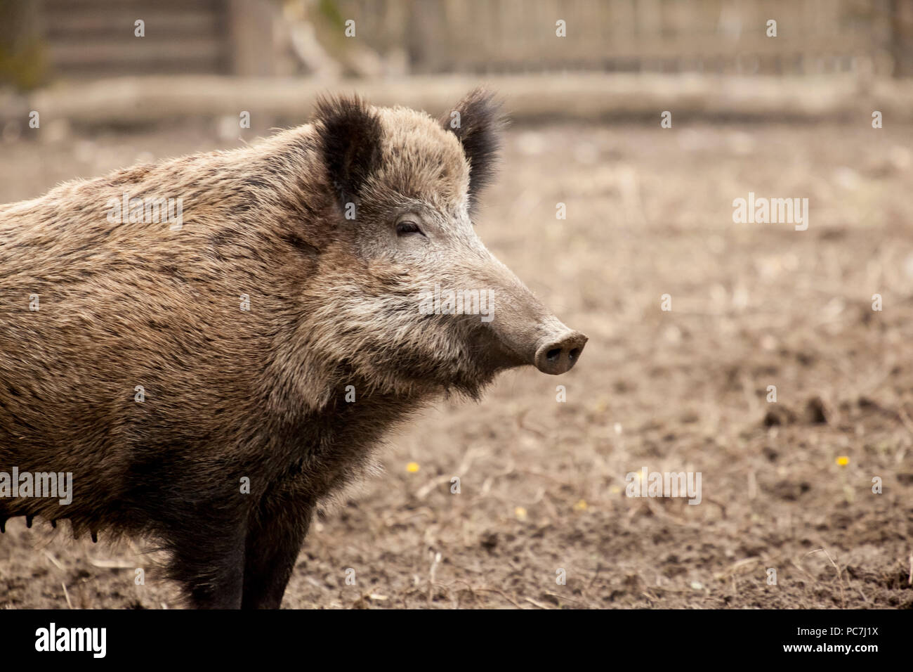 Feral pigs digging hi-res stock photography and images - Alamy