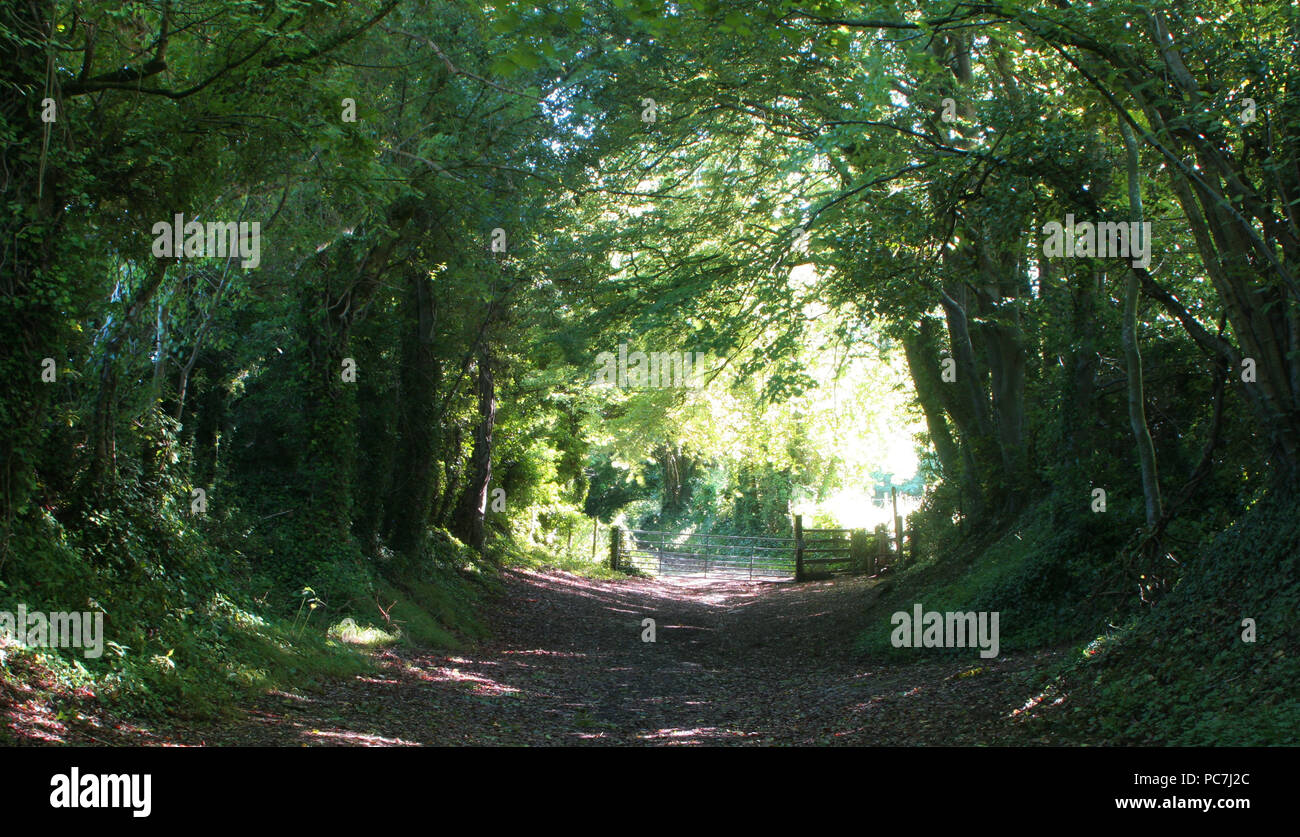 Halnaker tree tunnel hi-res stock photography and images - Alamy