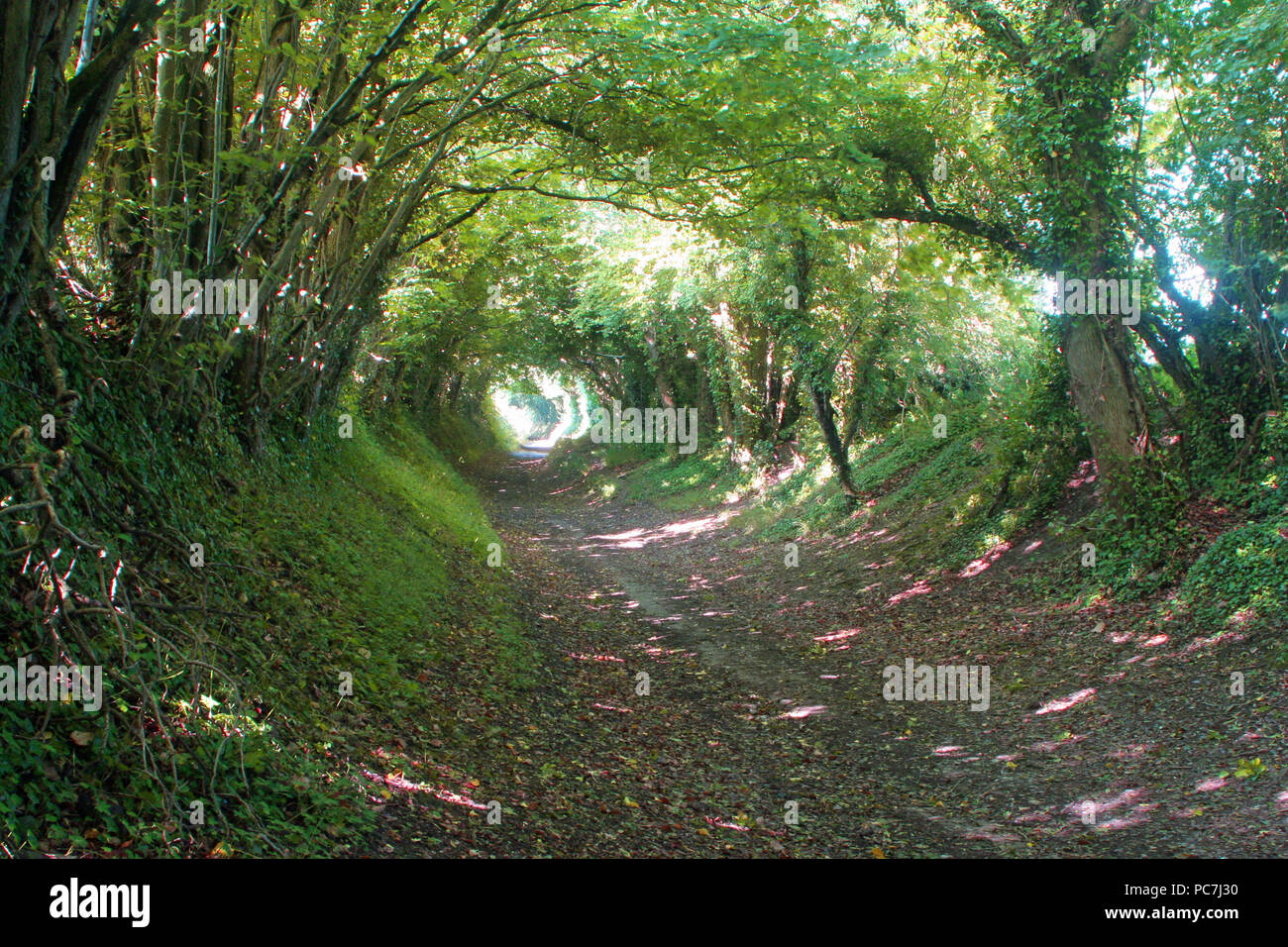 Tunnel d'arbres halnaker hi-res stock photography and images - Alamy