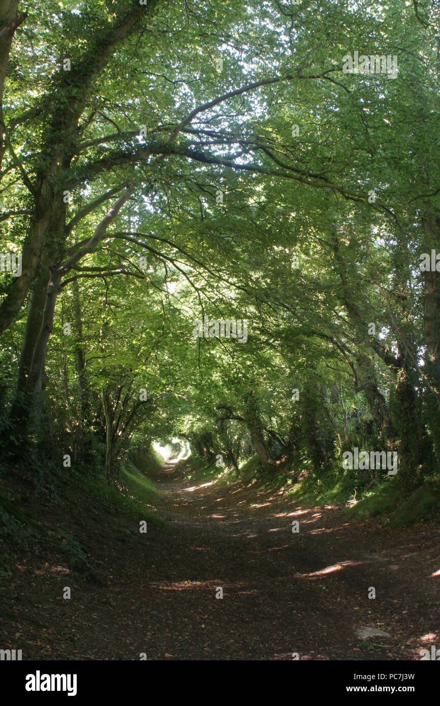 Halnaker Tree Tunnel High Resolution Stock Photography and Images - Alamy