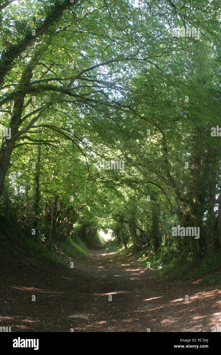 Túnel de árboles de halnaker hi-res stock photography and images - Alamy