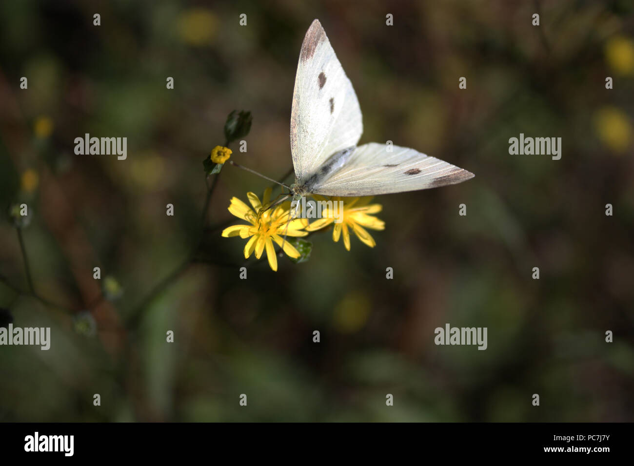 White butterfly moth on dandelion closeup Stock Photo - Alamy