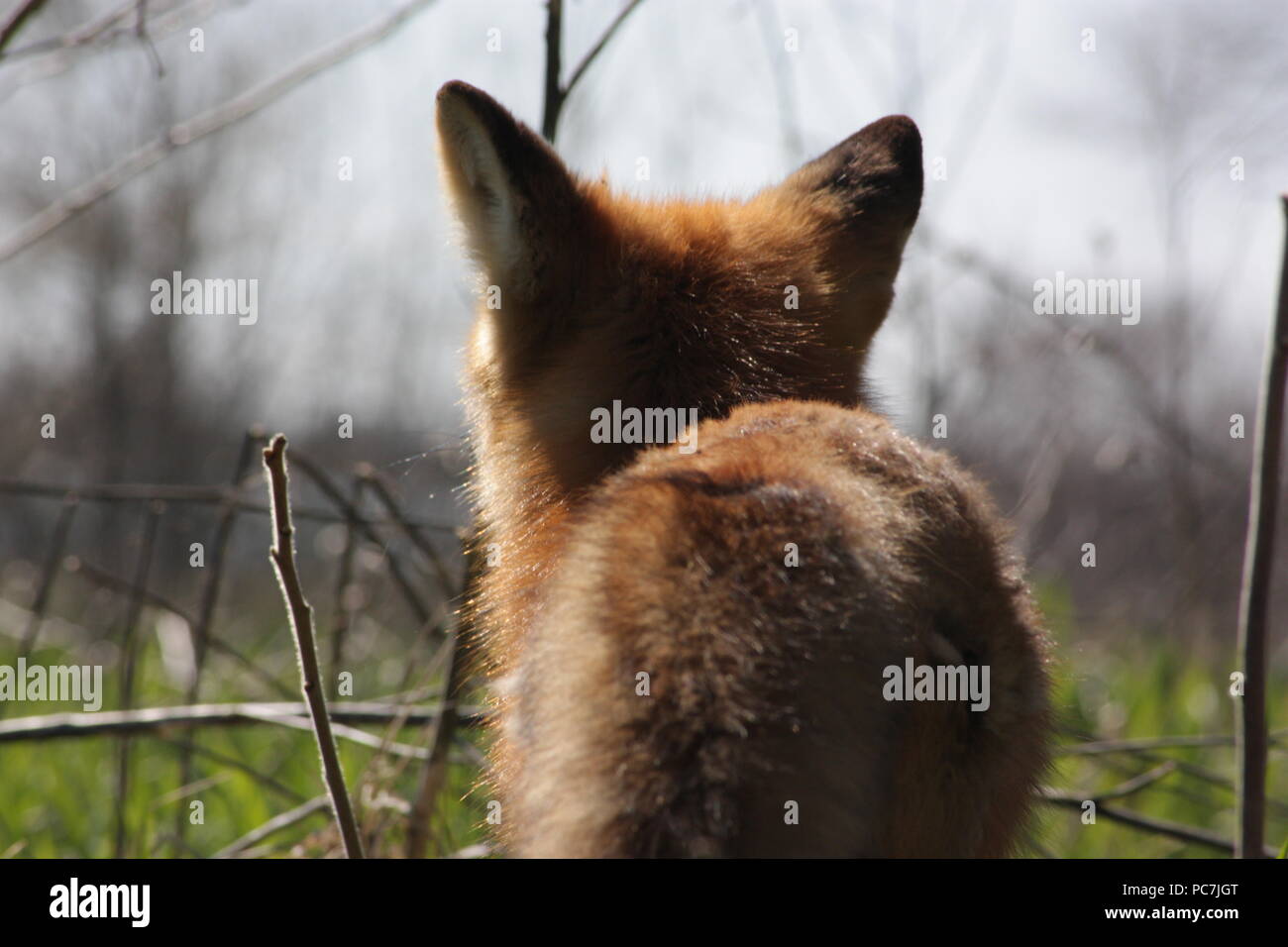 Travelling fox walking into the wild Stock Photo - Alamy