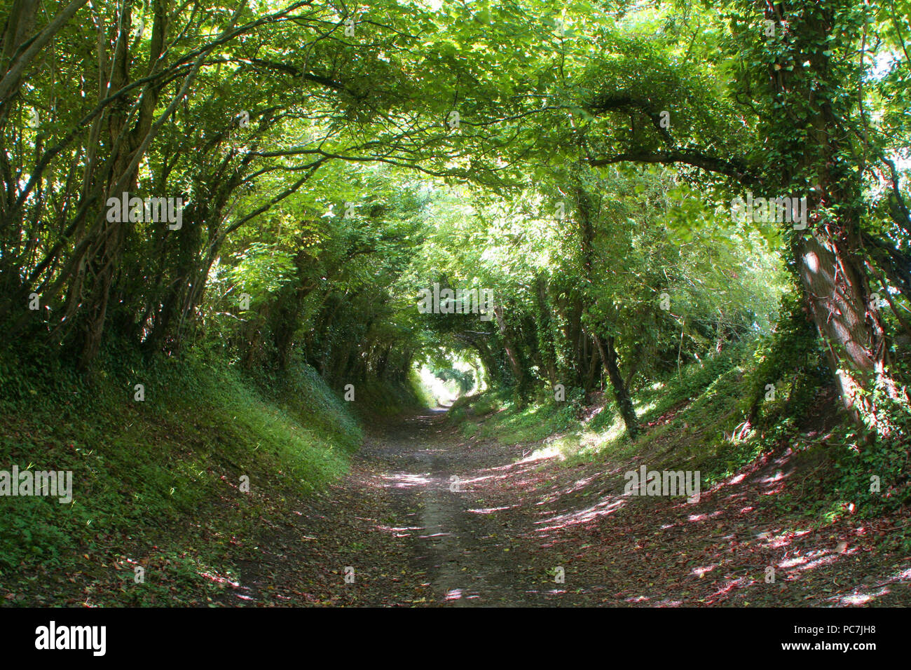 Túnel de árboles de halnaker hi-res stock photography and images - Alamy