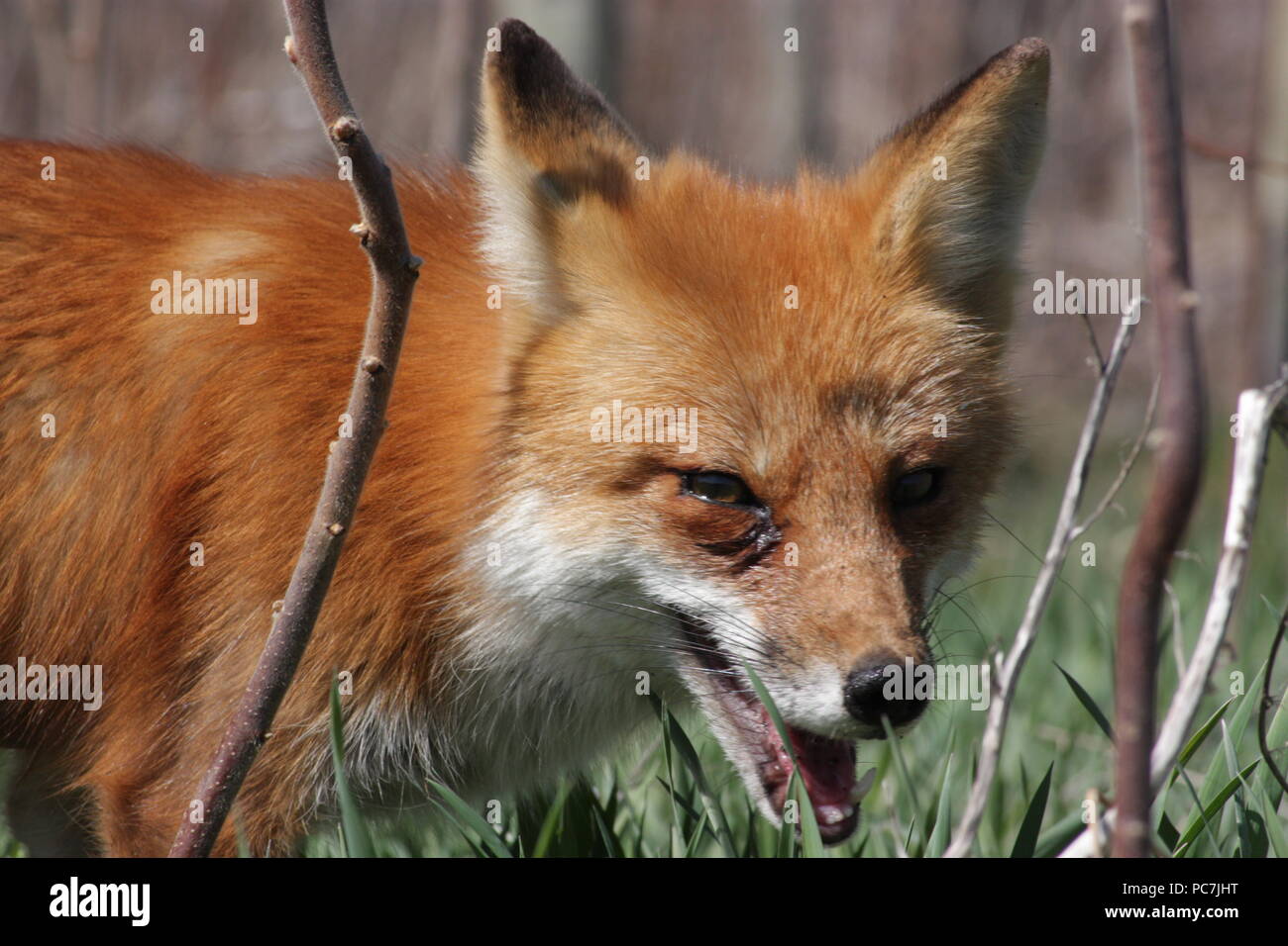 Hunting wild fox in the forest wilderness Stock Photo - Alamy
