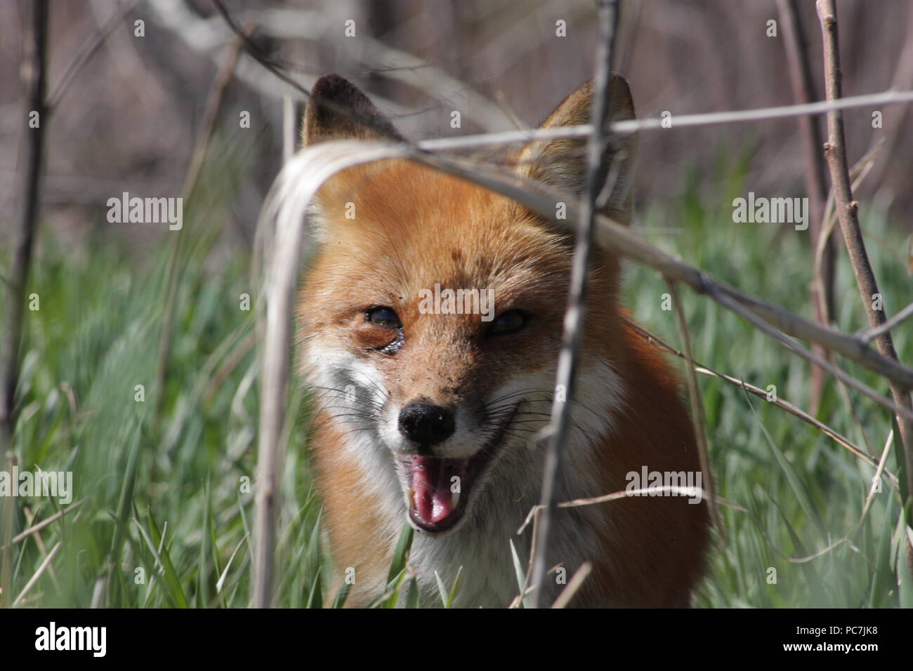 Hunting wild fox in natural wilderness Stock Photo - Alamy