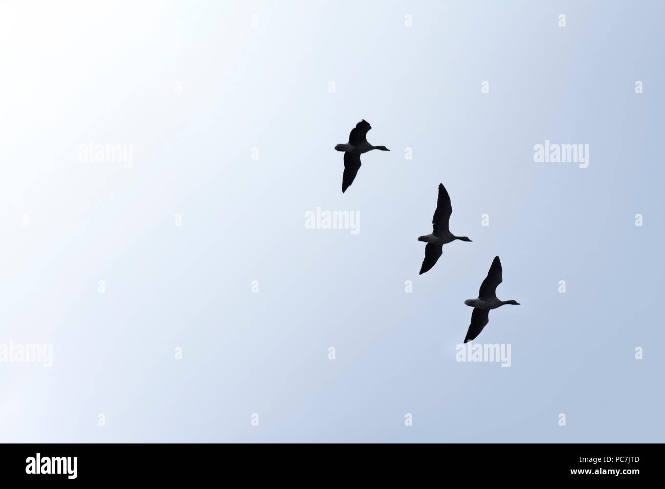 Three geese flying with spread wings against the bright sky MG 7790 ...