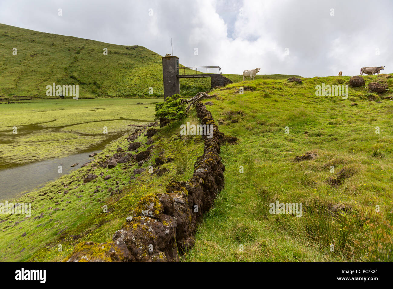 Cows cattle i in Lagoa do Paul, Pico island, Azores, Portugal Stock ...