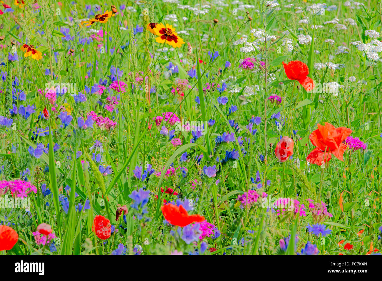 Beautiful background of a summer meadow with wildflowers Stock Photo ...