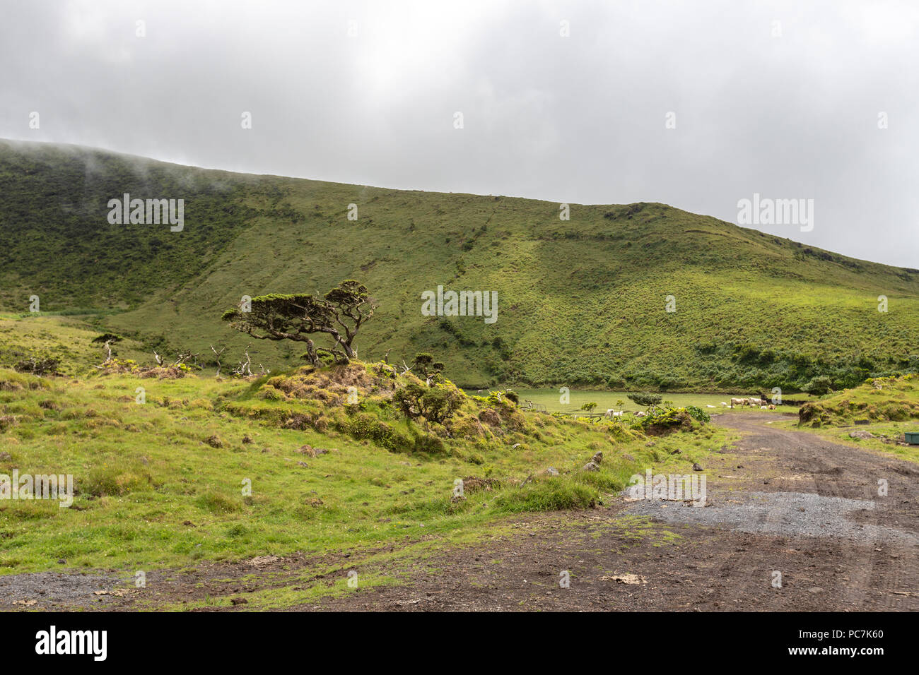Cows cattle in Lagoa do Paul, Pico island, Azores, Portugal Stock Photo ...