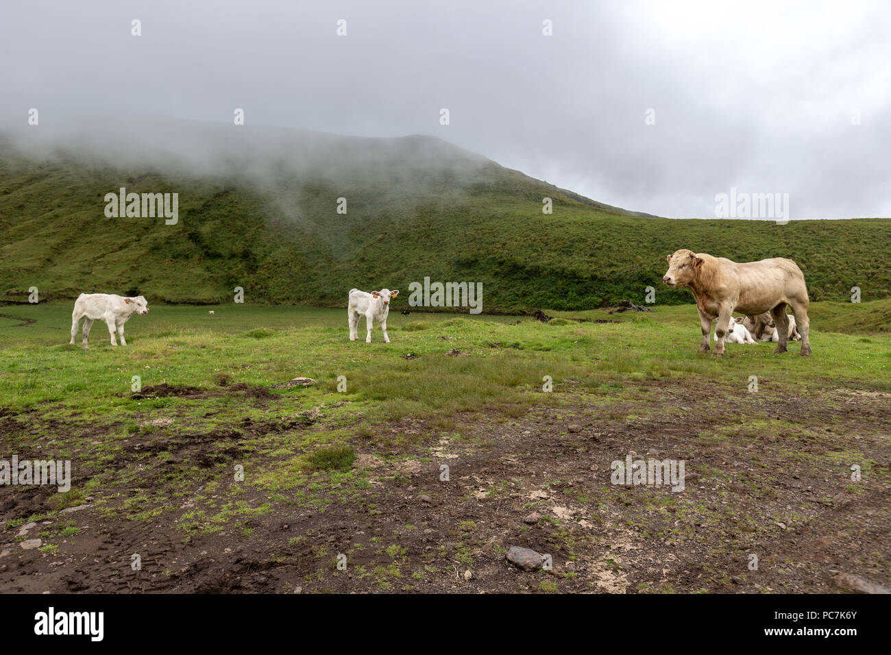 Cows cattle in Lagoa do Paul, Pico island, Azores, Portugal Stock Photo ...