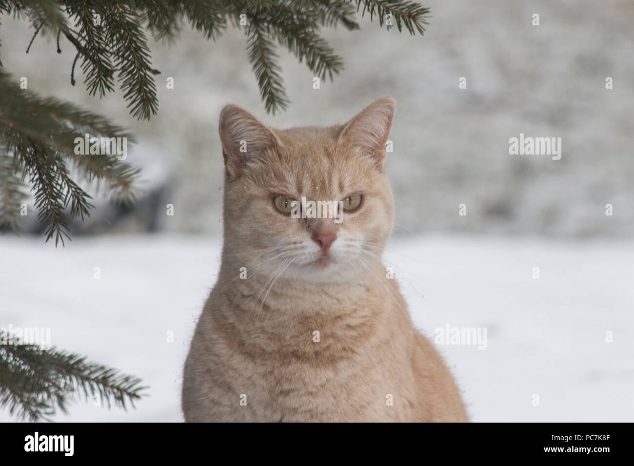 Light coloured orange cat out in the winter snow Stock Photo - Alamy