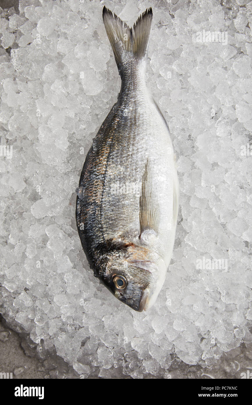 top view of raw gilt-head bream on crushed ice Stock Photo - Alamy