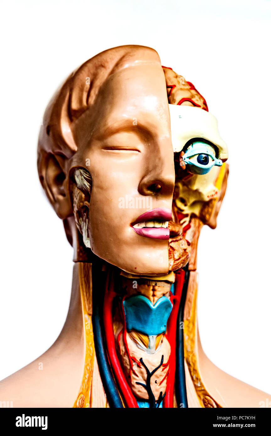 Anatomical muscle model hi-res stock photography and images - Alamy