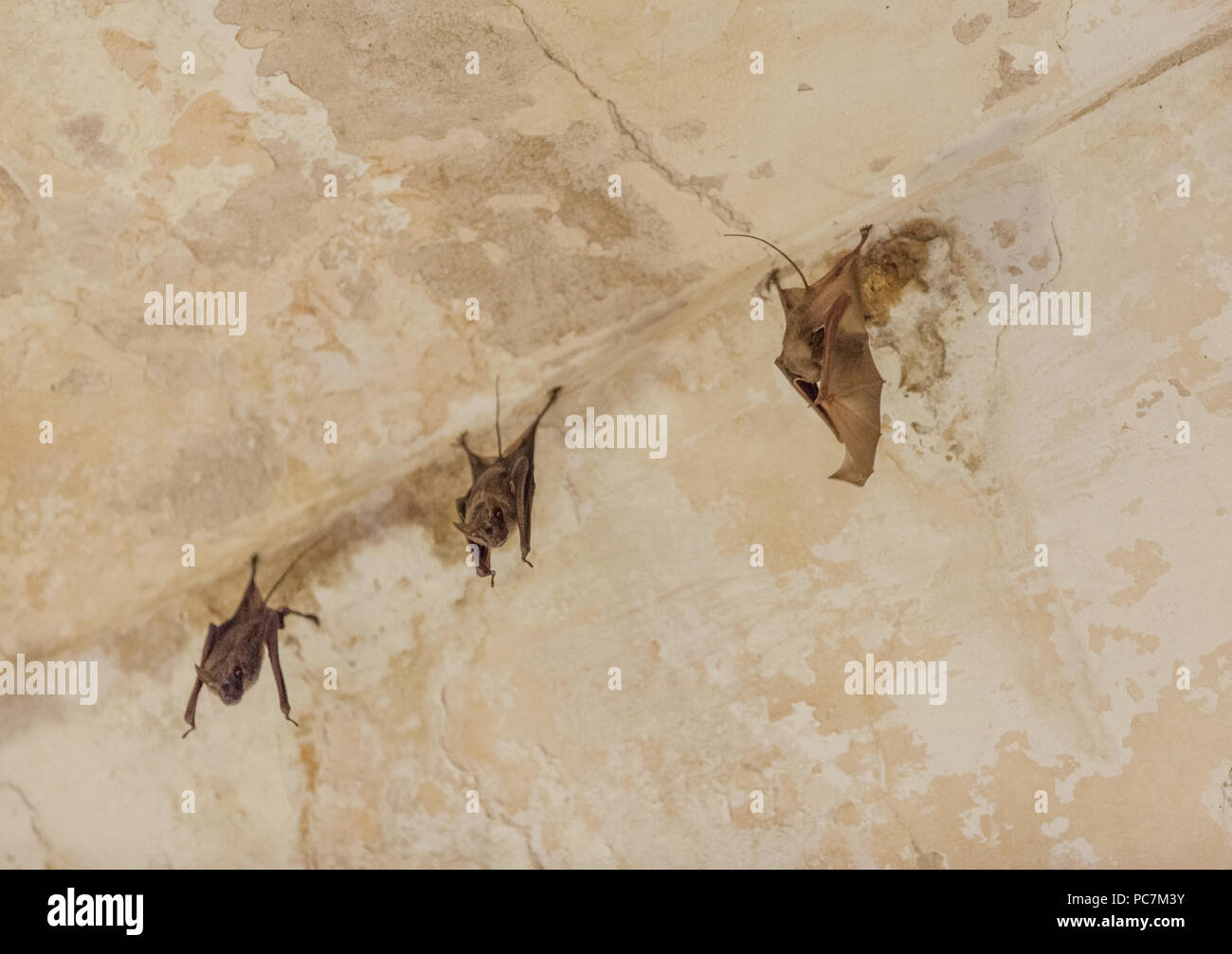 Bats palace hi-res stock photography and images - Alamy
