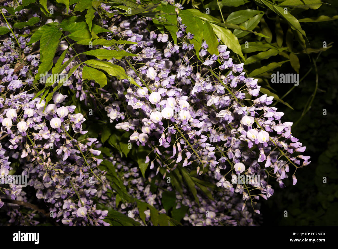 Wisteria vine leaves hi-res stock photography and images - Alamy