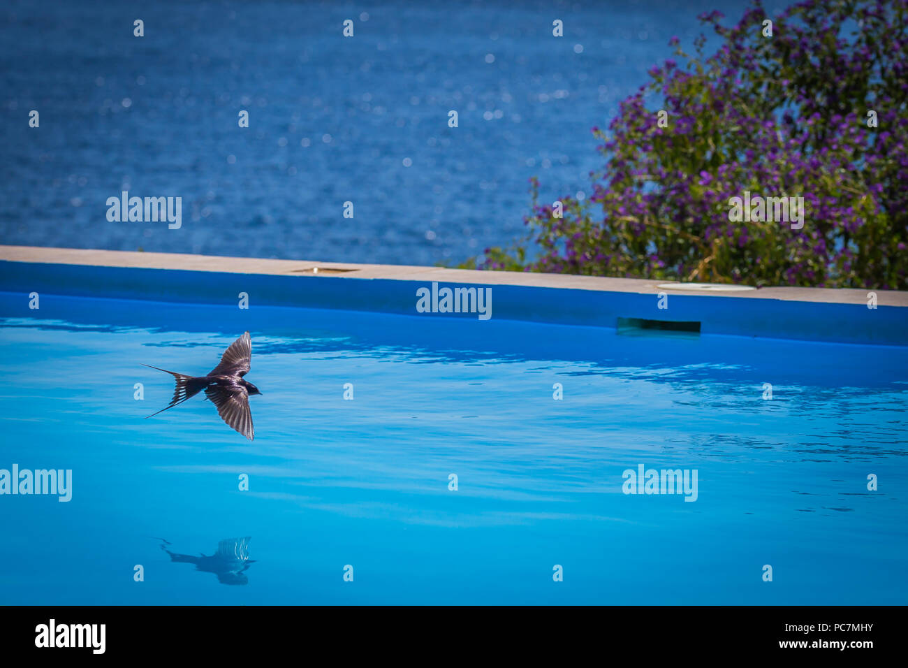 Bird by swimmingpool Stock Photo - Alamy