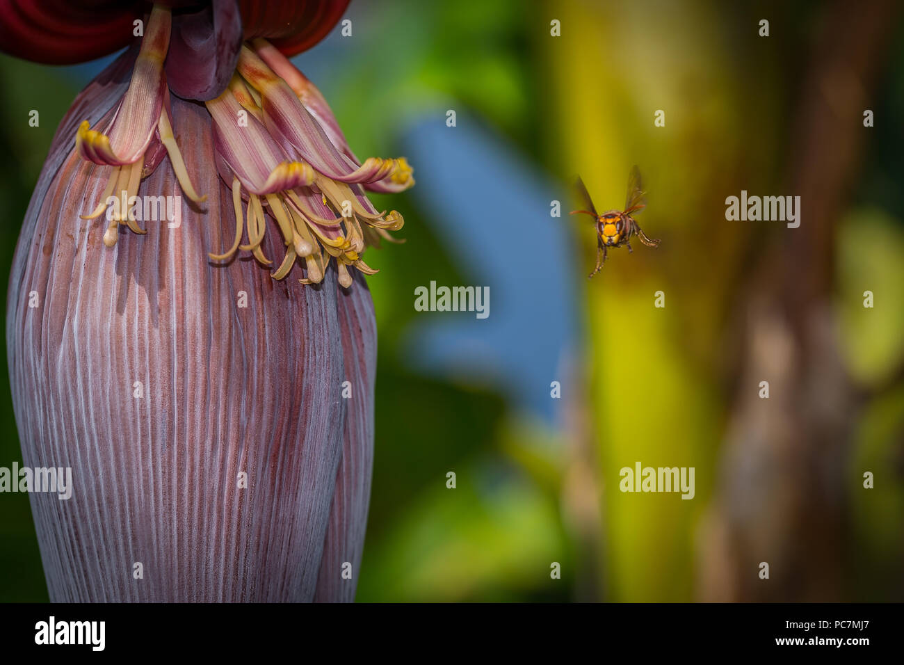 wasp flying for flower Stock Photo - Alamy