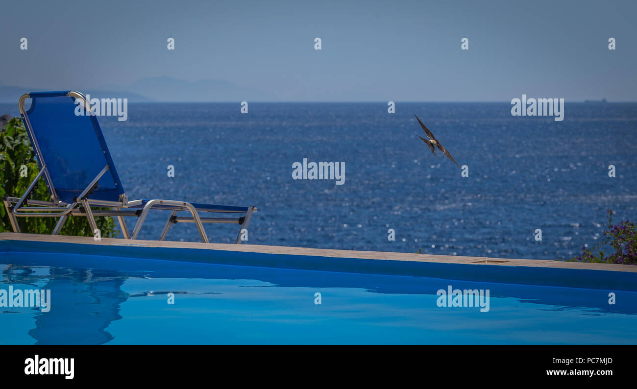 Swallow flying over sea Stock Photo - Alamy
