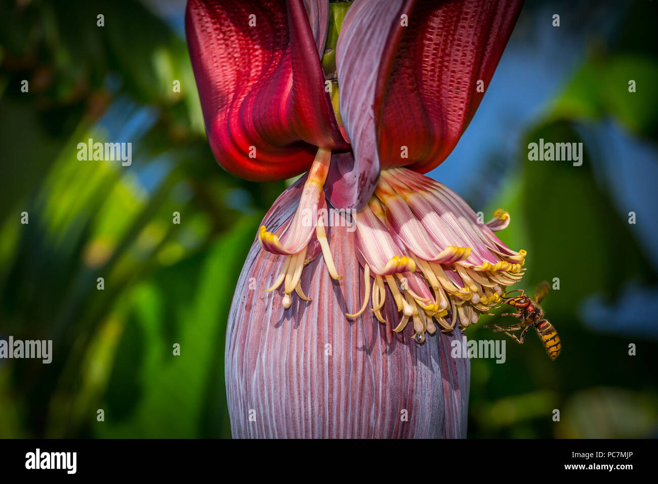 wasp flying for flower Stock Photo - Alamy