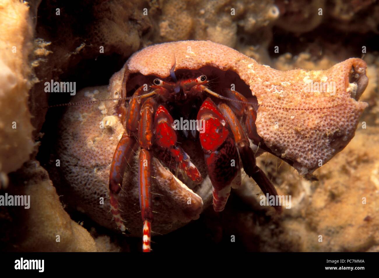 hermit crab, Einsiedlerkrebs, Paguroidea Stock Photo - Alamy