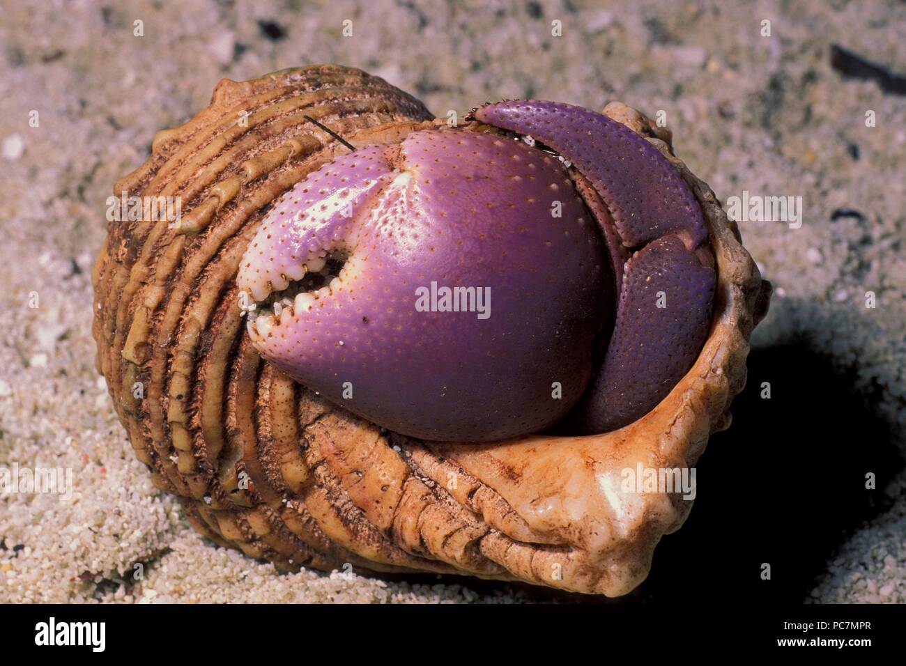 hermit crab, Einsiedlerkrebs, Paguroidea Stock Photo - Alamy