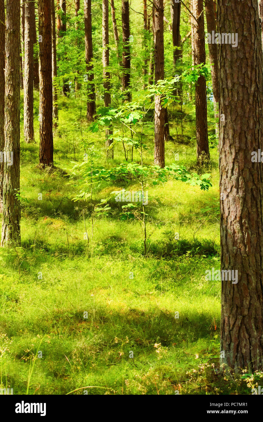 Summer pinewood with young oak tree. Scots or Scotch pine Pinus ...