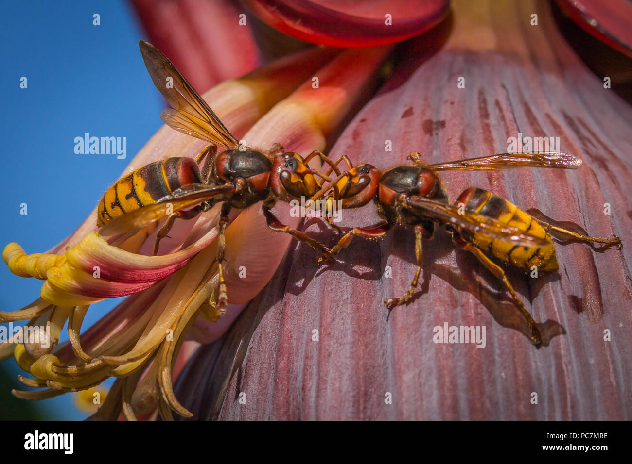 wasps are fighting together Stock Photo - Alamy