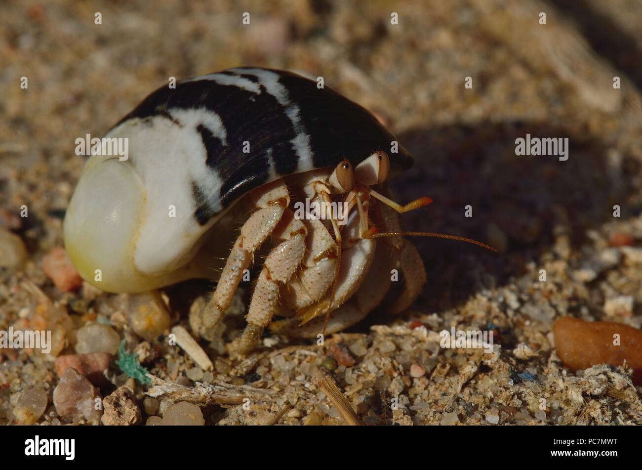 hermit crab, Einsiedlerkrebs, Paguroidea Stock Photo - Alamy