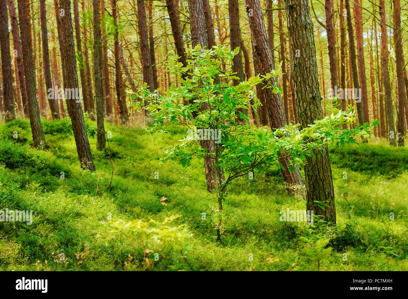 Summer pinewood with young oak tree. Scots or Scotch pine Pinus ...