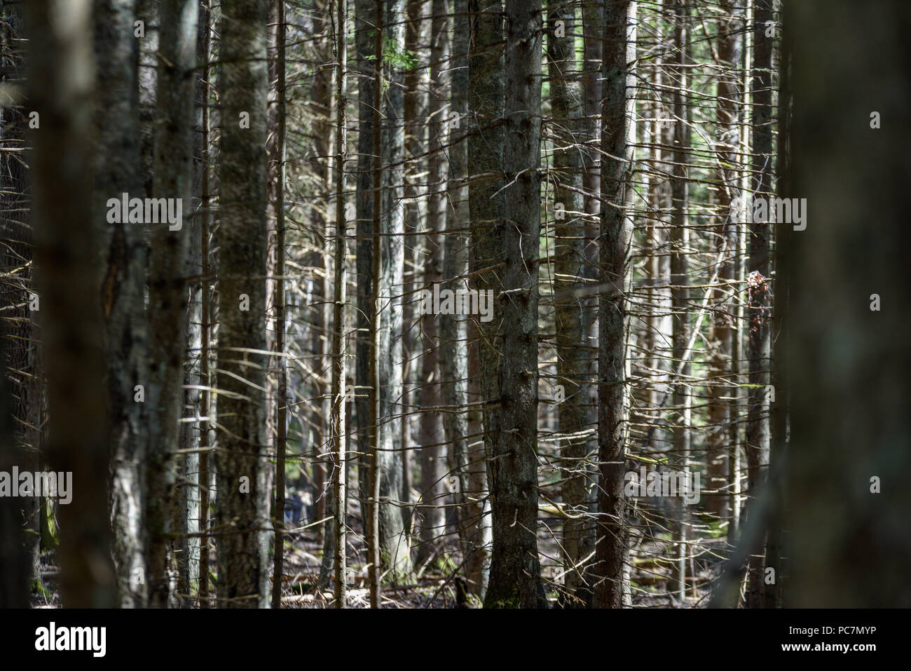 tree trunk textured background pattern. sunlit summer scene in forest ...