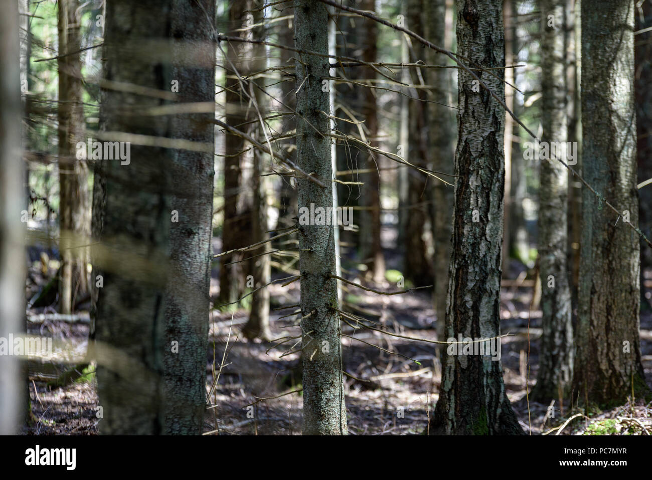 tree trunk textured background pattern. sunlit summer scene in forest ...