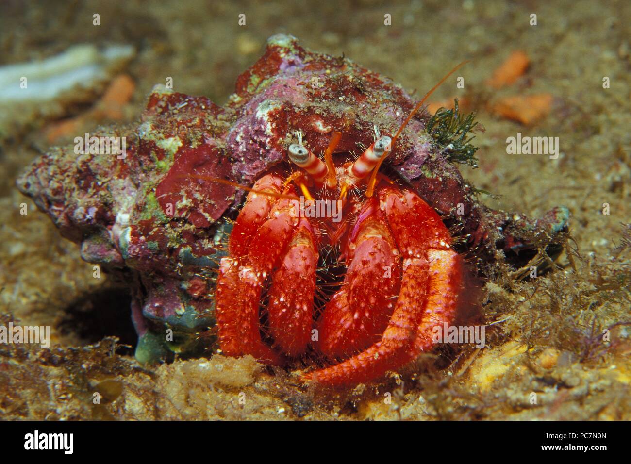 hermit crab, Einsiedlerkrebs, Paguroidea Stock Photo - Alamy