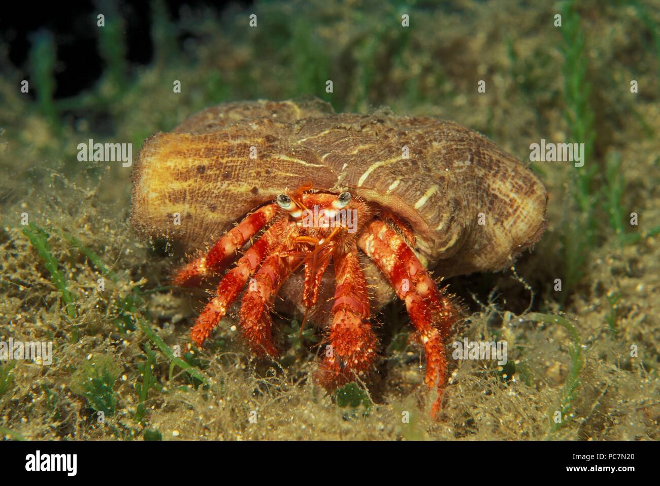 hermit crab, Einsiedlerkrebs, Paguroidea Stock Photo - Alamy