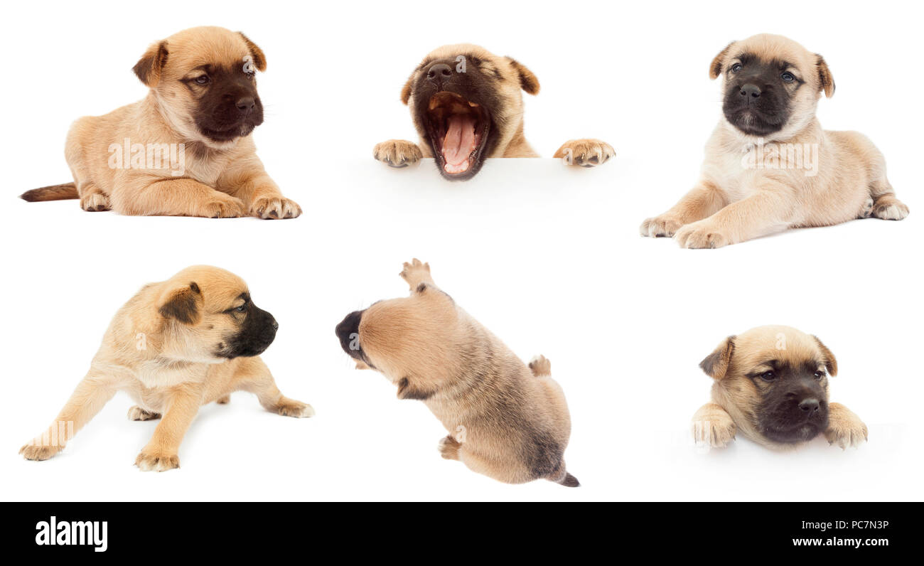 set of cute small dog or puppy in various expressions Stock Photo - Alamy