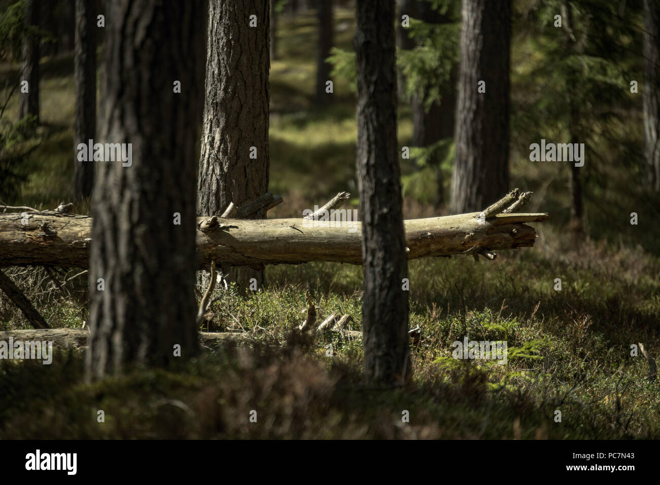 tree trunk textured background pattern. sunlit summer scene in forest ...