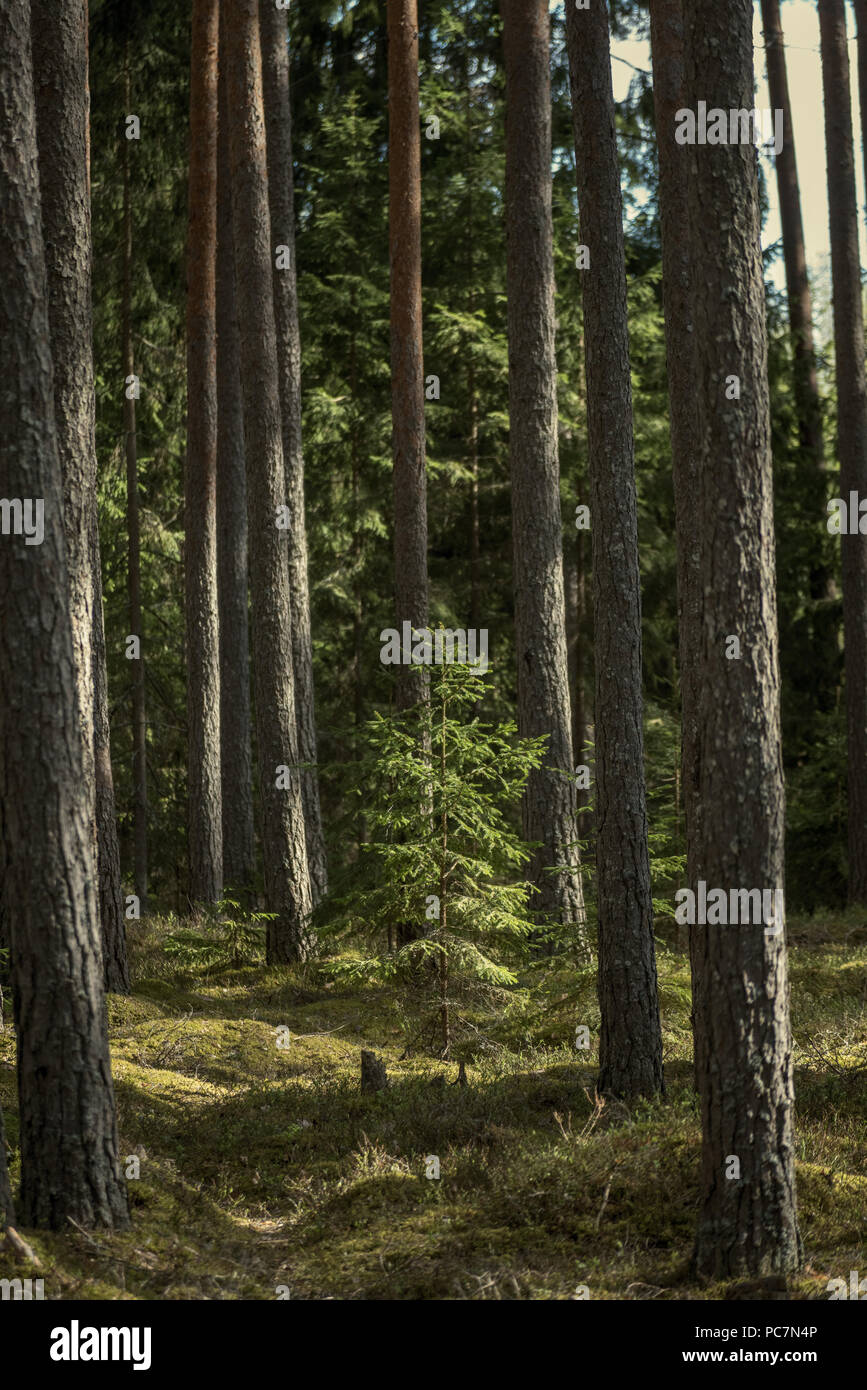 tree trunk textured background pattern. sunlit summer scene in forest ...