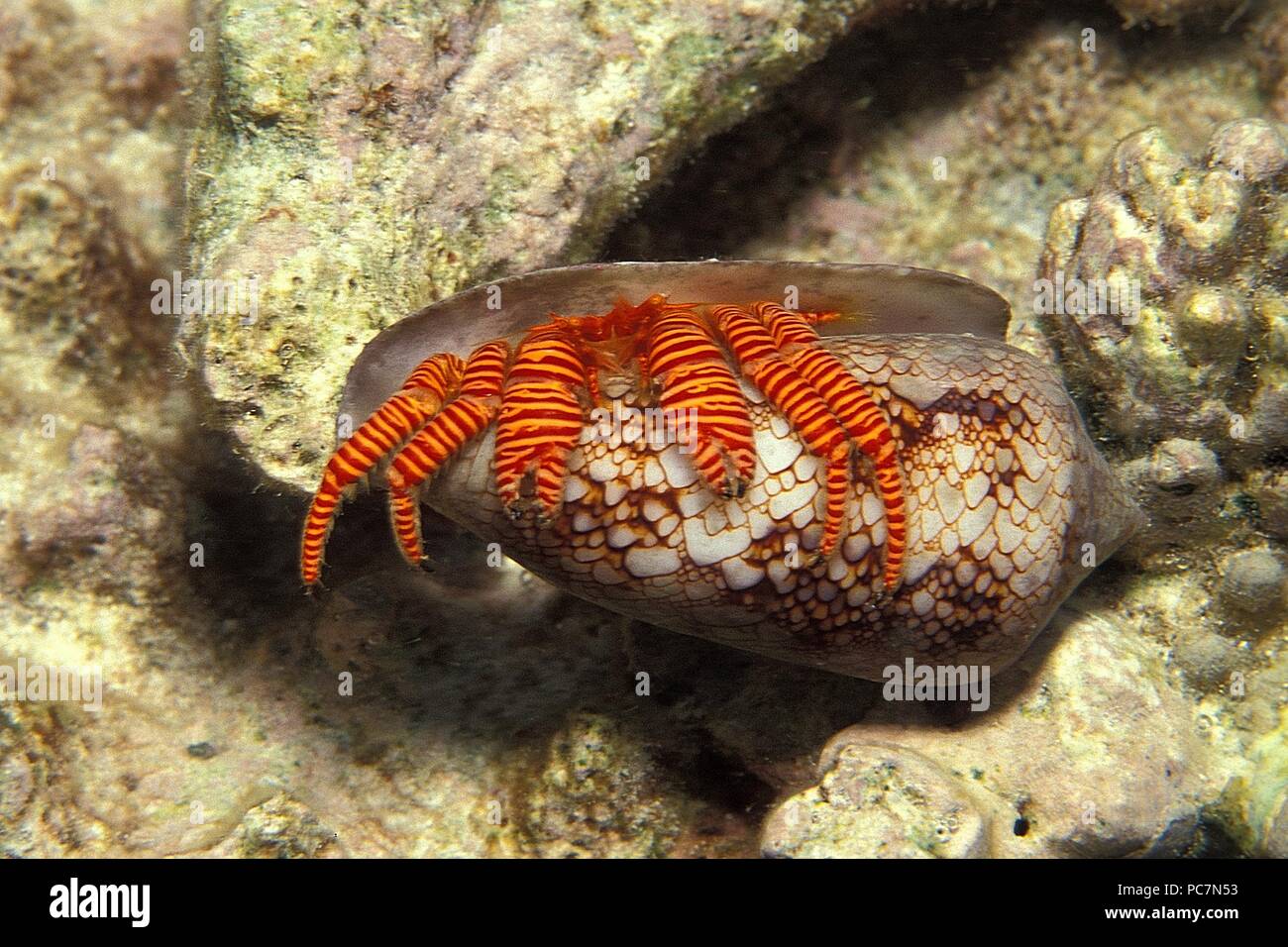 hermit crab, Einsiedlerkrebs, Paguroidea Stock Photo - Alamy