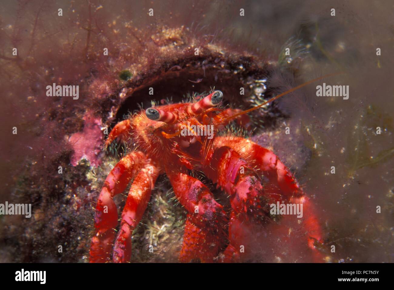 hermit crab, Einsiedlerkrebs, Paguroidea Stock Photo - Alamy